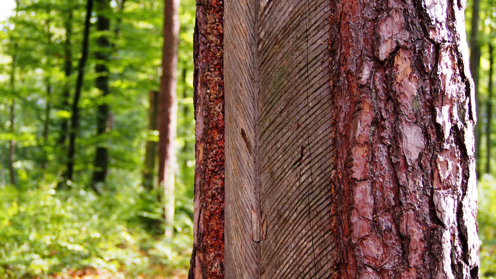 Nature's Navigators: Professional Approaches to Tree Extraction - Dr. Homey